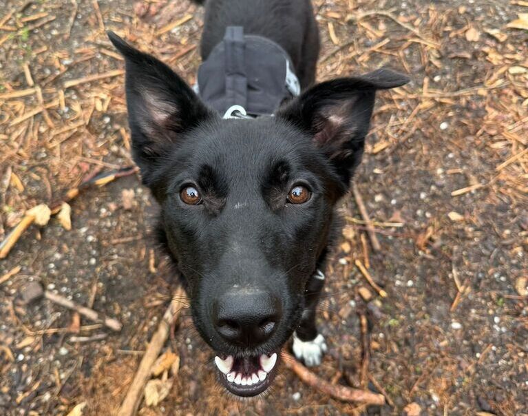 Unsere Hunde - Vermittlung - Hund Sucht Hütte